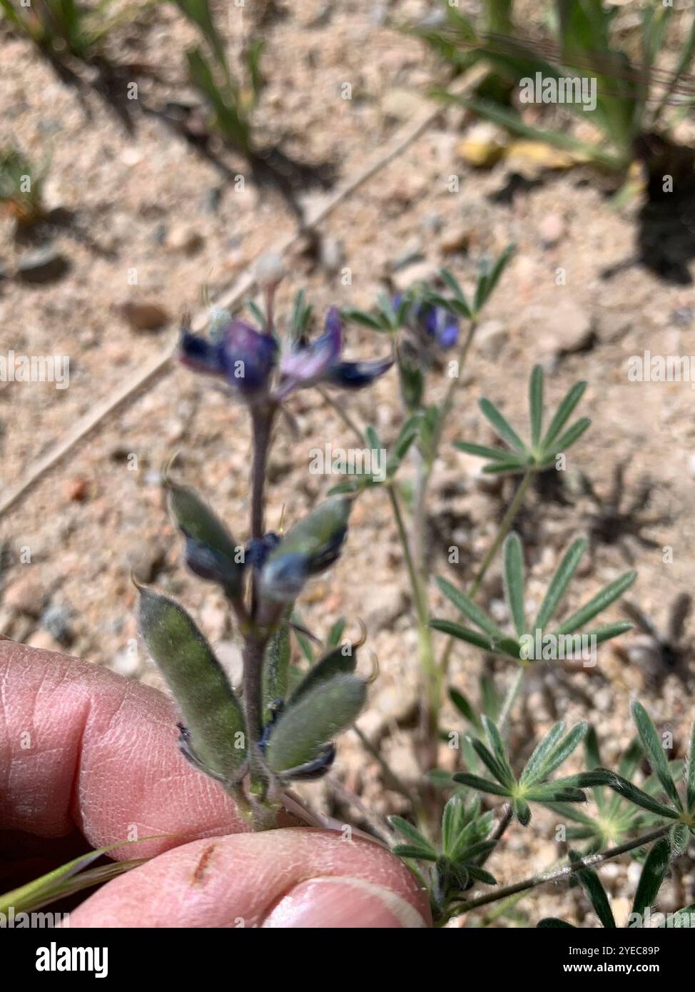 Miniature Lupine (Lupinus bicolor Stock Photo - Alamy