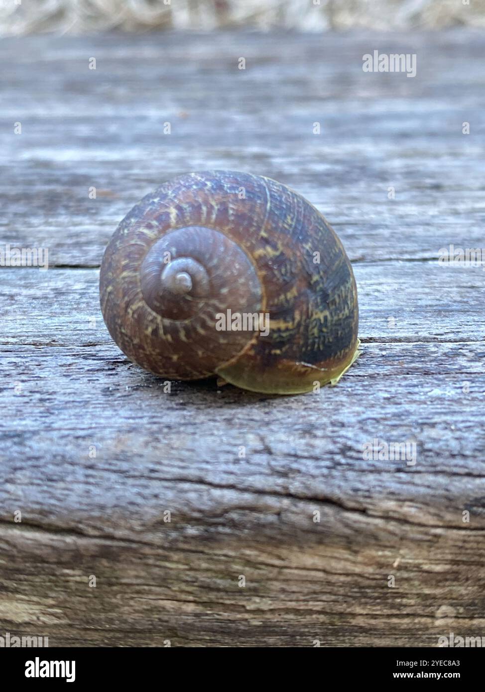 Garden Snail (Cornu aspersum Stock Photo - Alamy