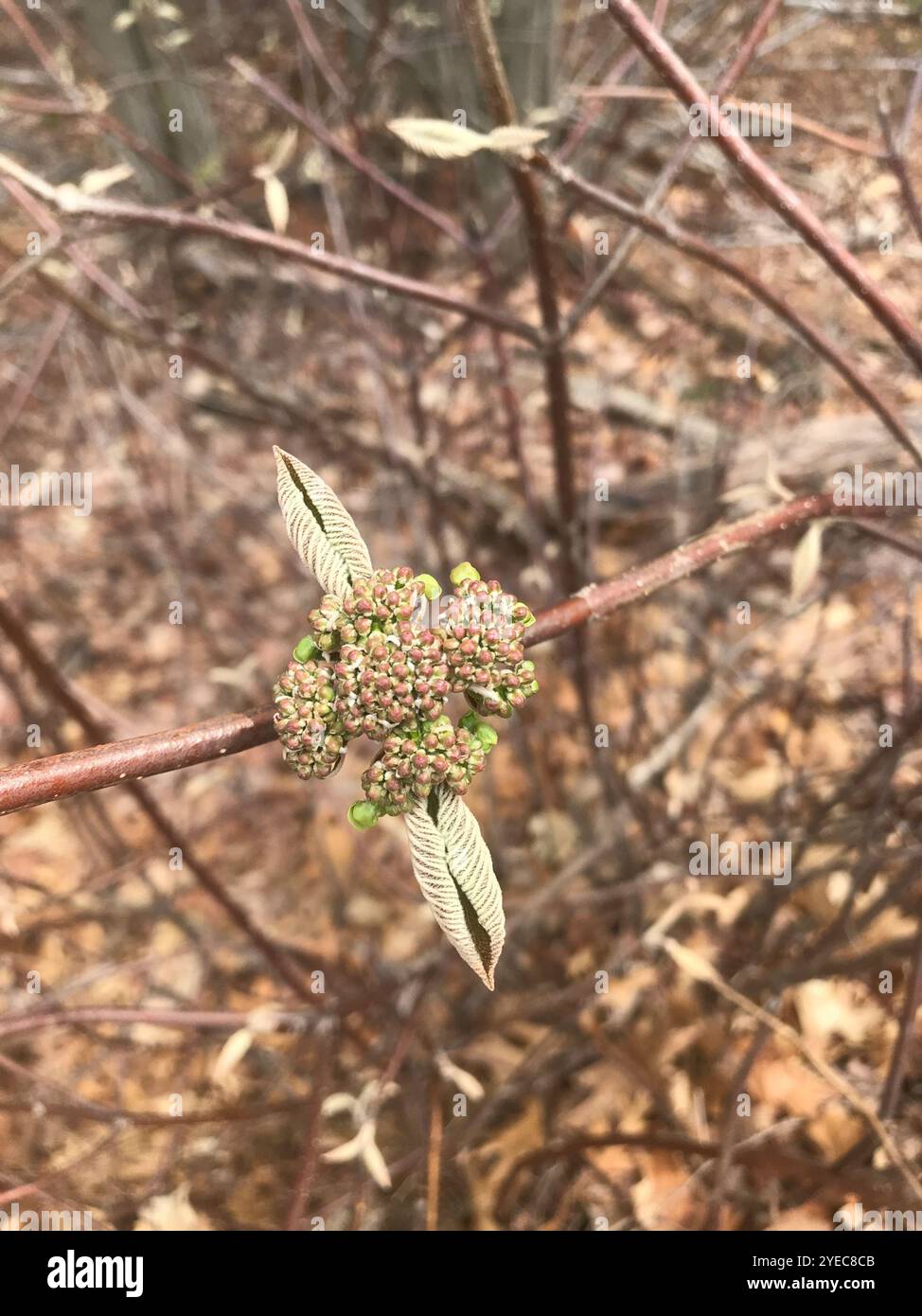 hobblebush (Viburnum lantanoides Stock Photo - Alamy
