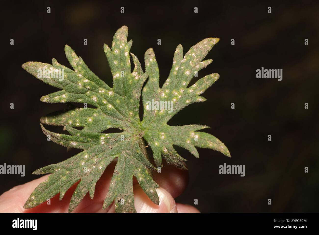 Entyloma hi-res stock photography and images - Alamy