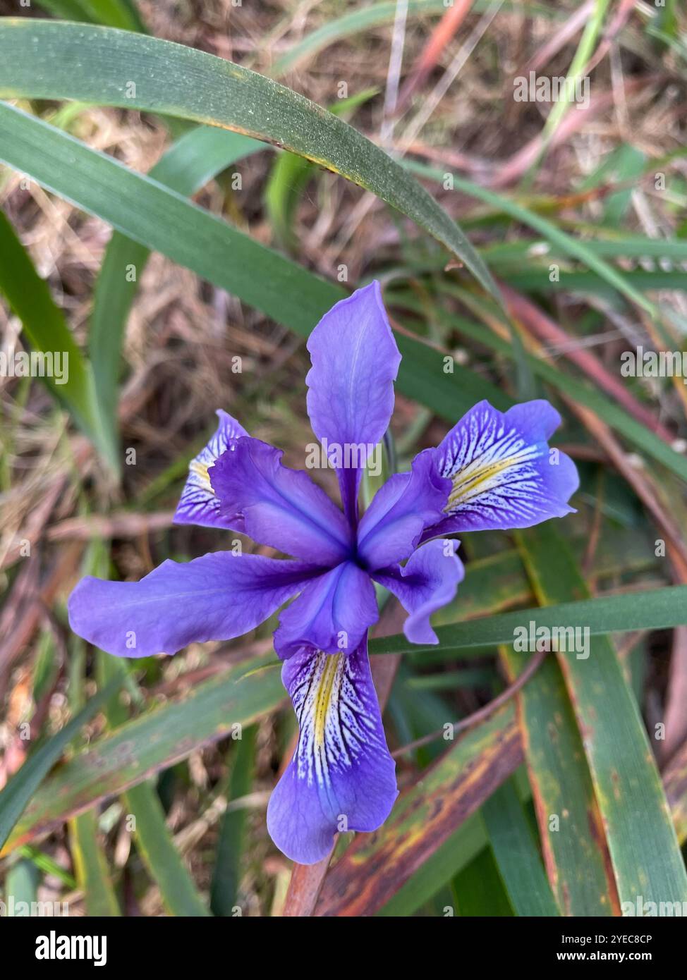 Douglas iris (Iris douglasiana Stock Photo - Alamy