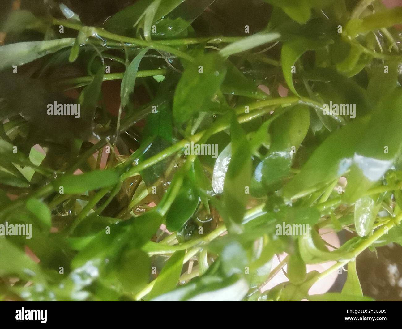 Canadian Waterweed (Elodea canadensis Stock Photo - Alamy