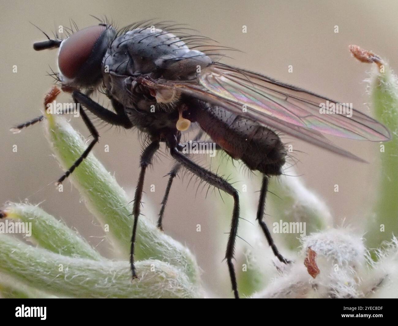 Root-maggot Flies (Anthomyiidae Stock Photo - Alamy