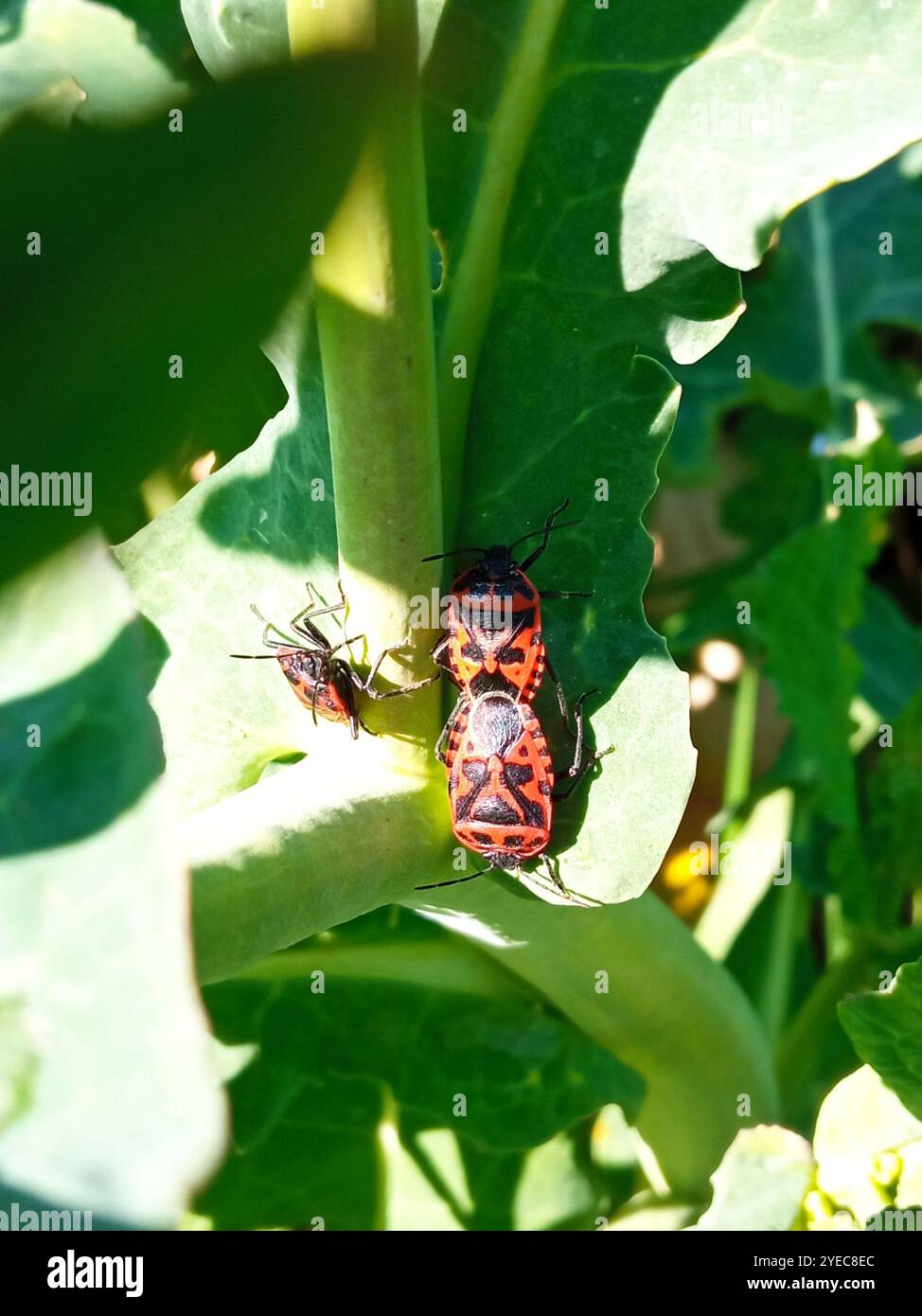 Cruciferous bug hi-res stock photography and images - Alamy