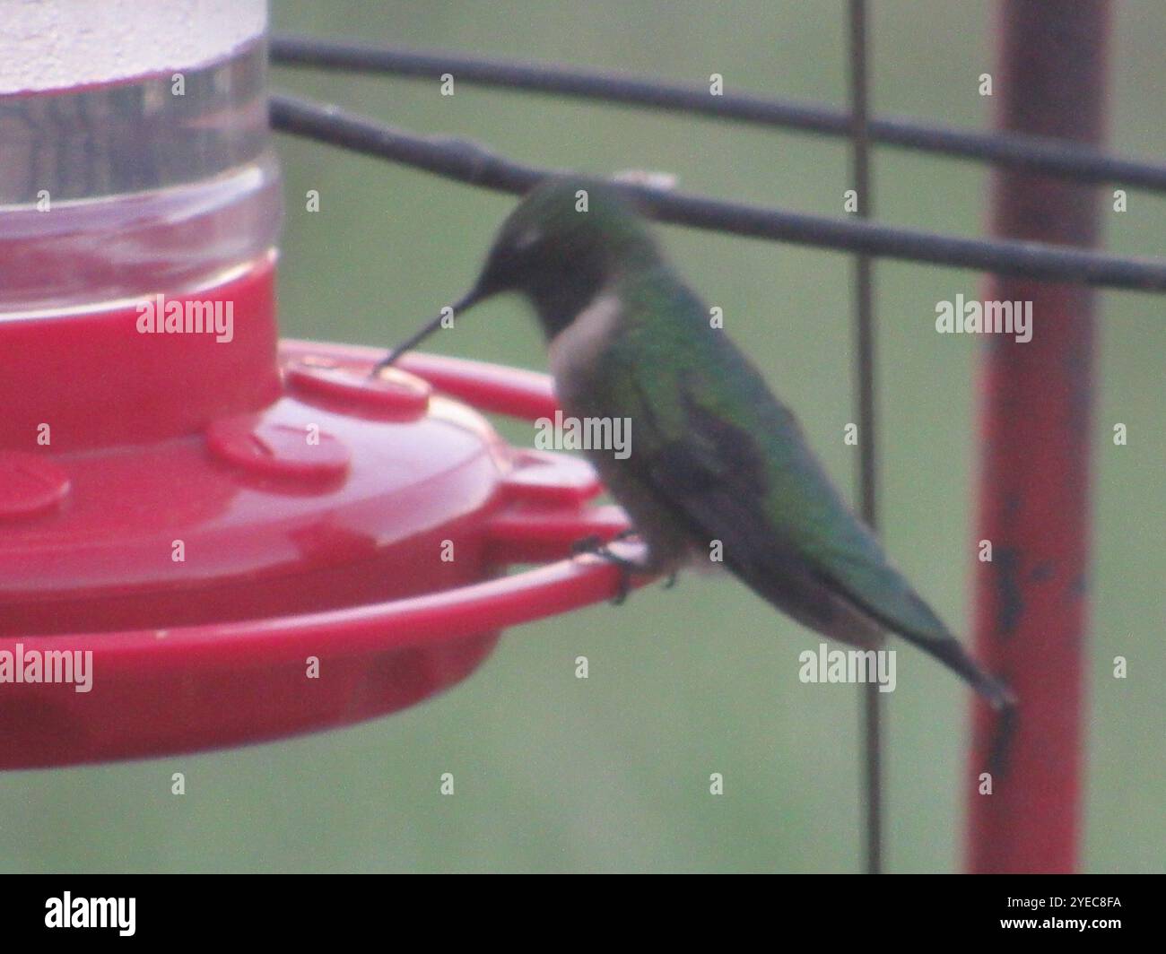 Ruby-throated Hummingbird (Archilochus colubris Stock Photo - Alamy