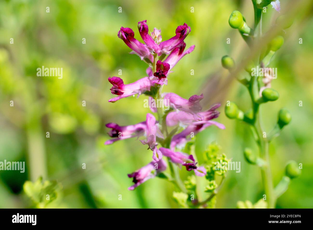 Common Fumitory (fumaria officinalis), close up of an isolated spike of ...