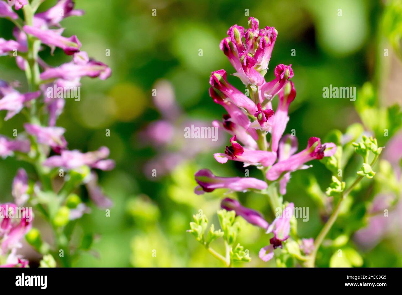 Common Fumitory (fumaria officinalis), close up of an isolated spike of ...