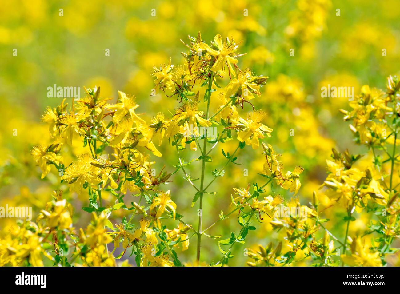 Perforate St. John's Wort (hypericum perforatum), close up of the ...