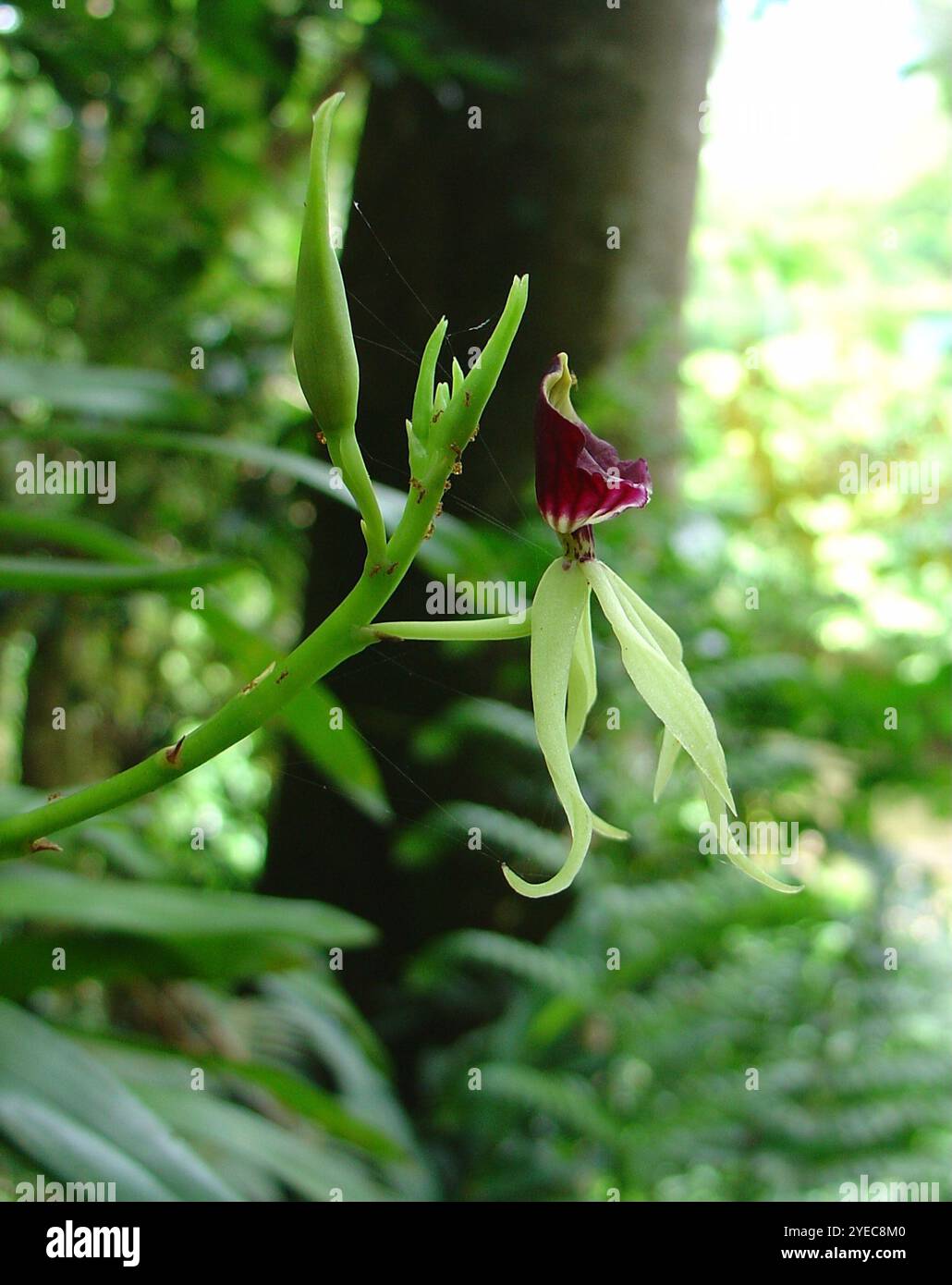 Prosthechea cochleata hi-res stock photography and images - Alamy