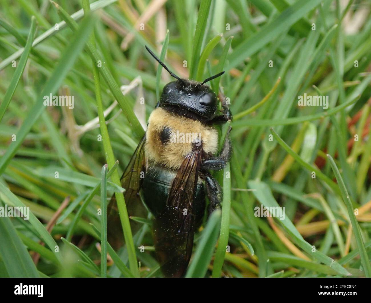 Eastern Carpenter Bee (Xylocopa virginica Stock Photo - Alamy