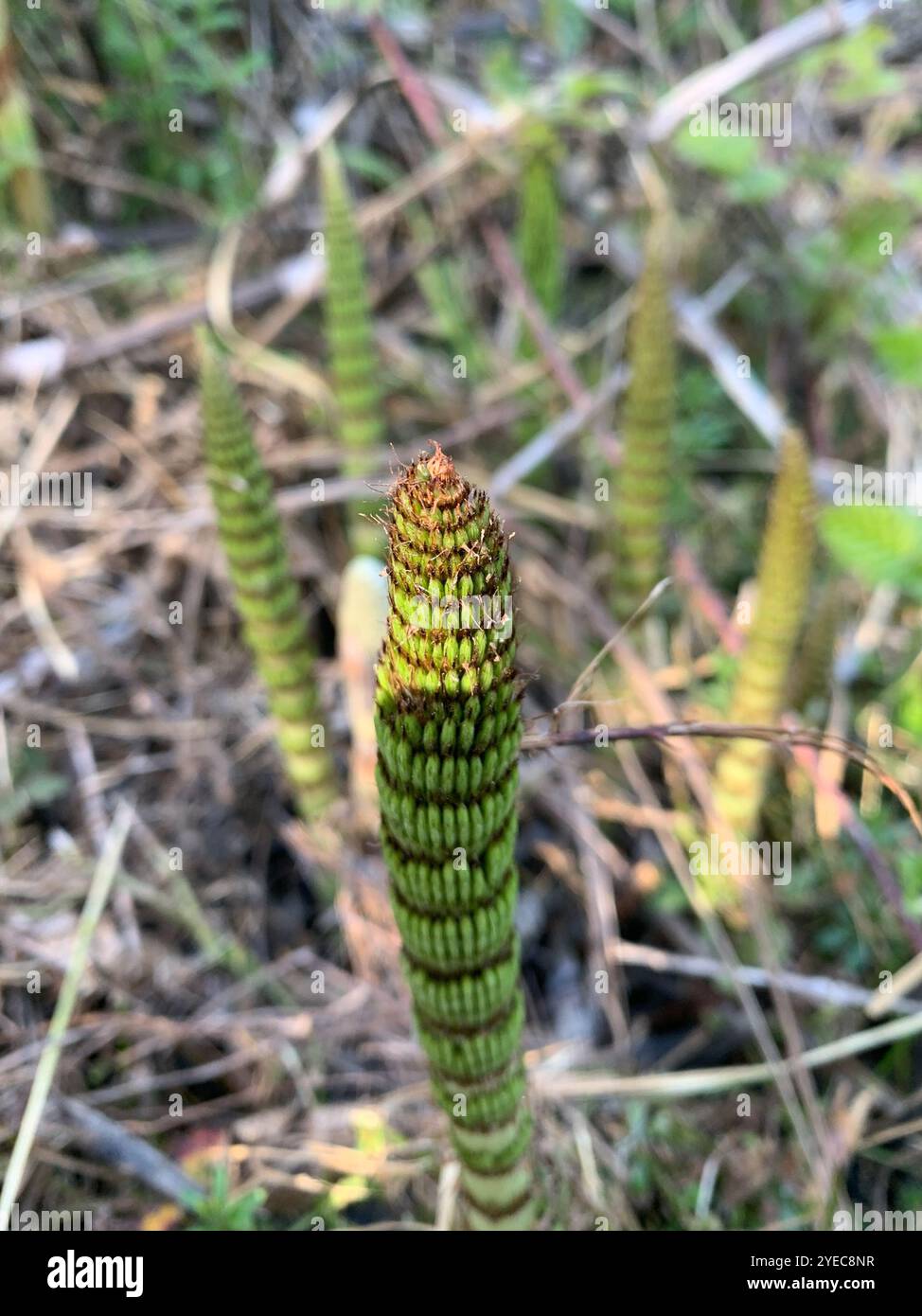 great horsetail (Equisetum telmateia Stock Photo - Alamy