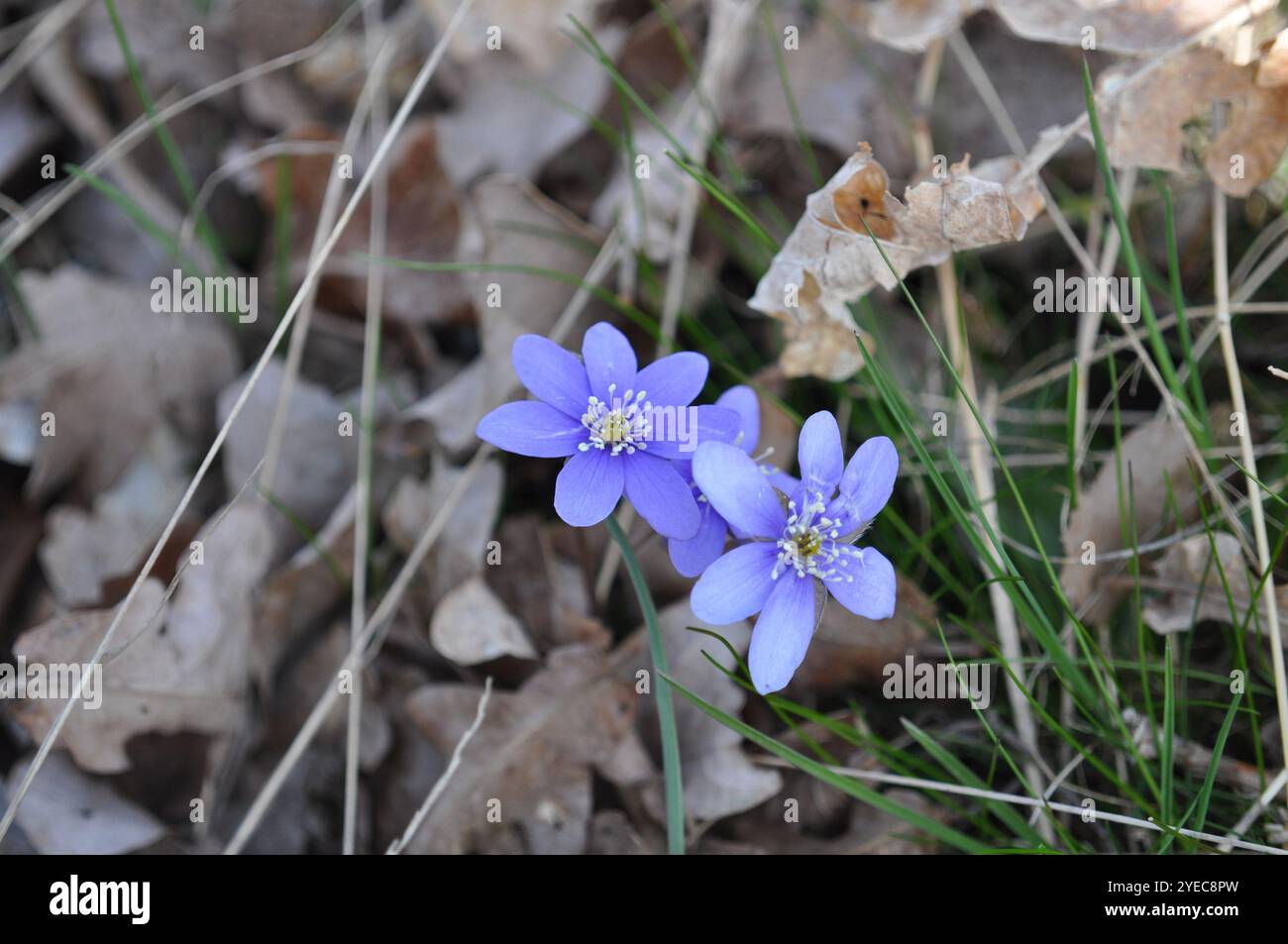 Liverleaf (Hepatica nobilis Stock Photo - Alamy