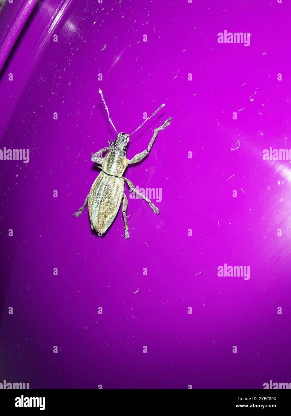 South American Fruit Tree Weevil (Naupactus xanthographus Stock Photo ...