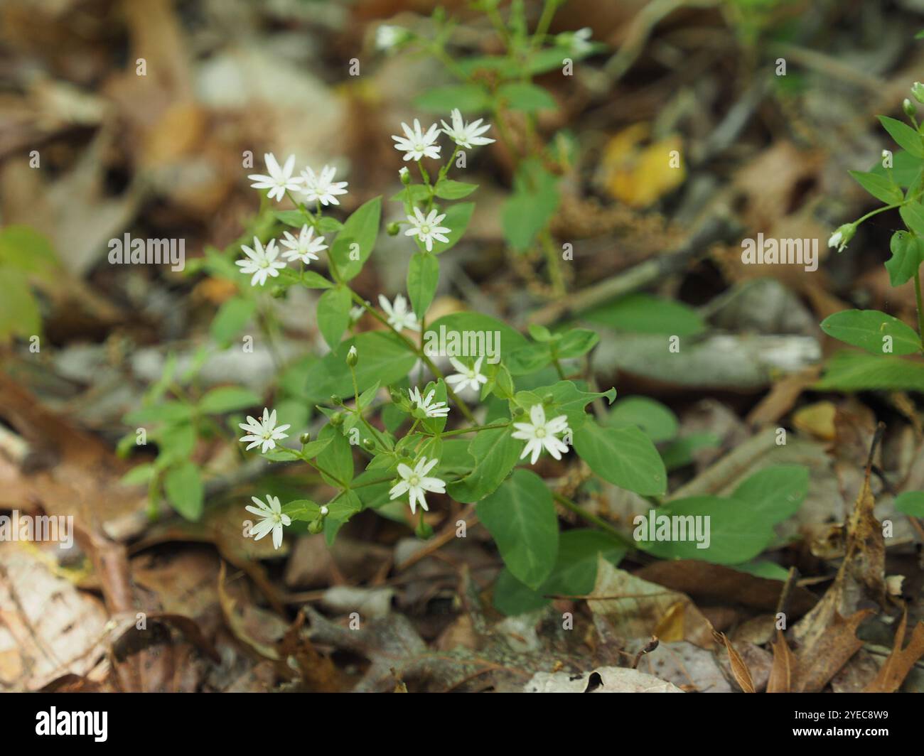 star chickweed (Stellaria pubera Stock Photo - Alamy