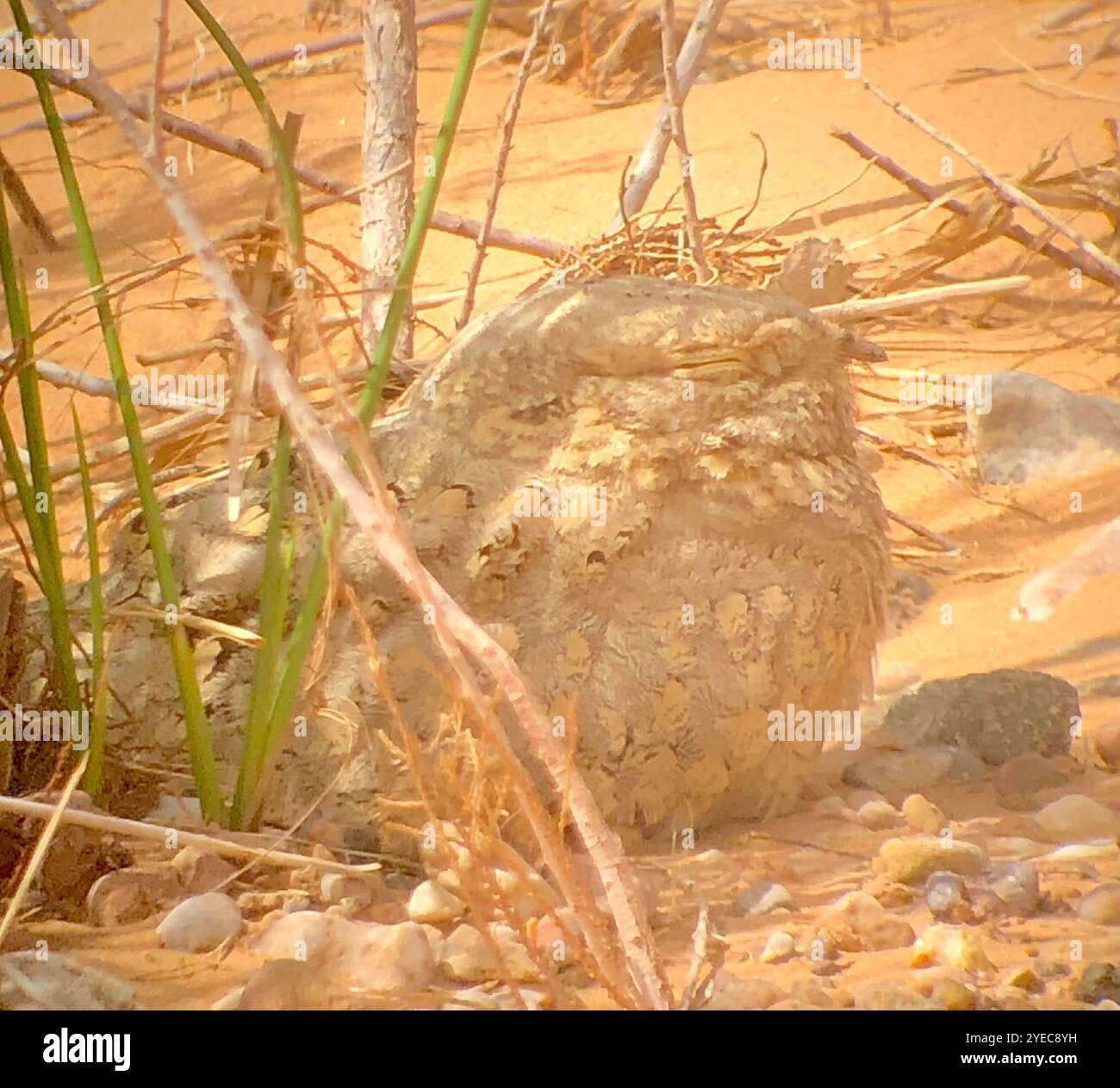 Egyptian Nightjar (Caprimulgus aegyptius Stock Photo - Alamy
