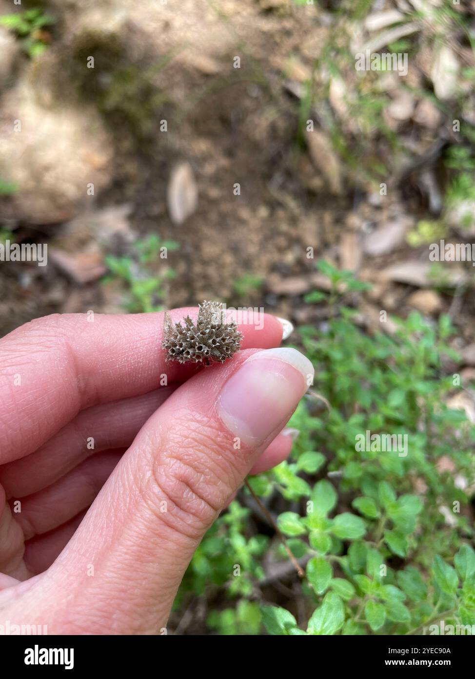 Coyote Mint (Monardella villosa Stock Photo - Alamy