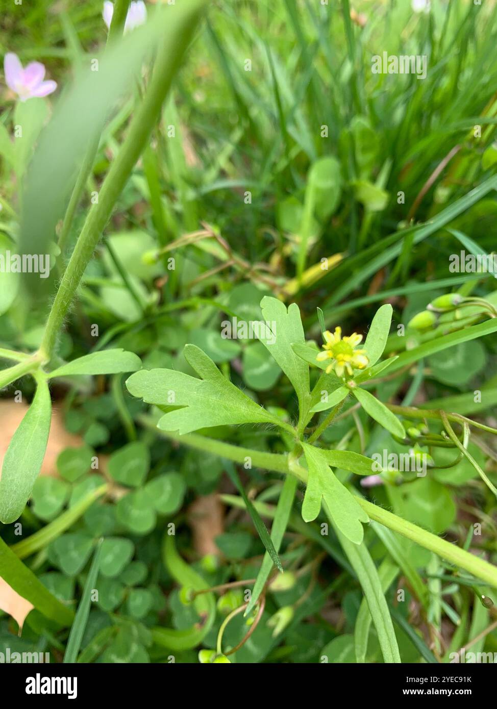 rock buttercup (Ranunculus micranthus Stock Photo - Alamy