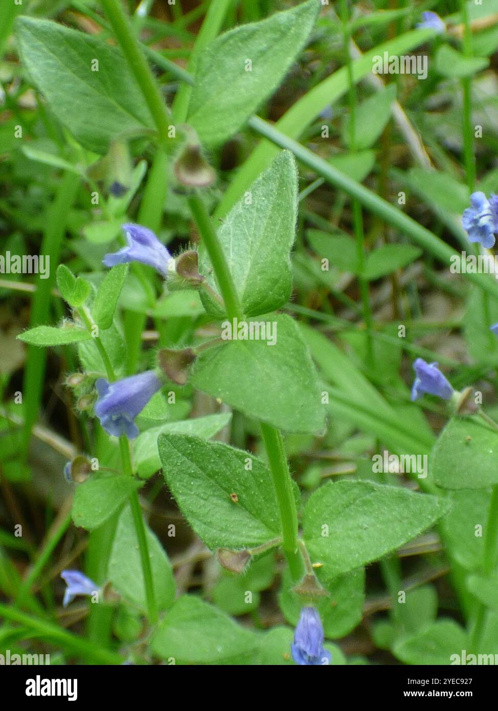 Scutellaria parvula hi-res stock photography and images - Alamy