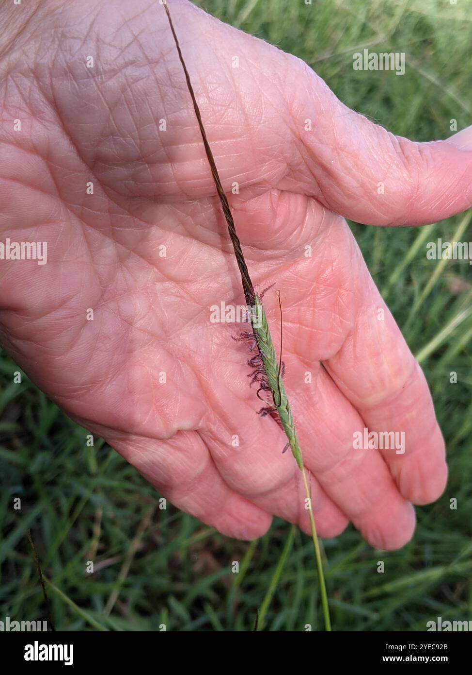 tanglehead (Heteropogon contortus Stock Photo - Alamy