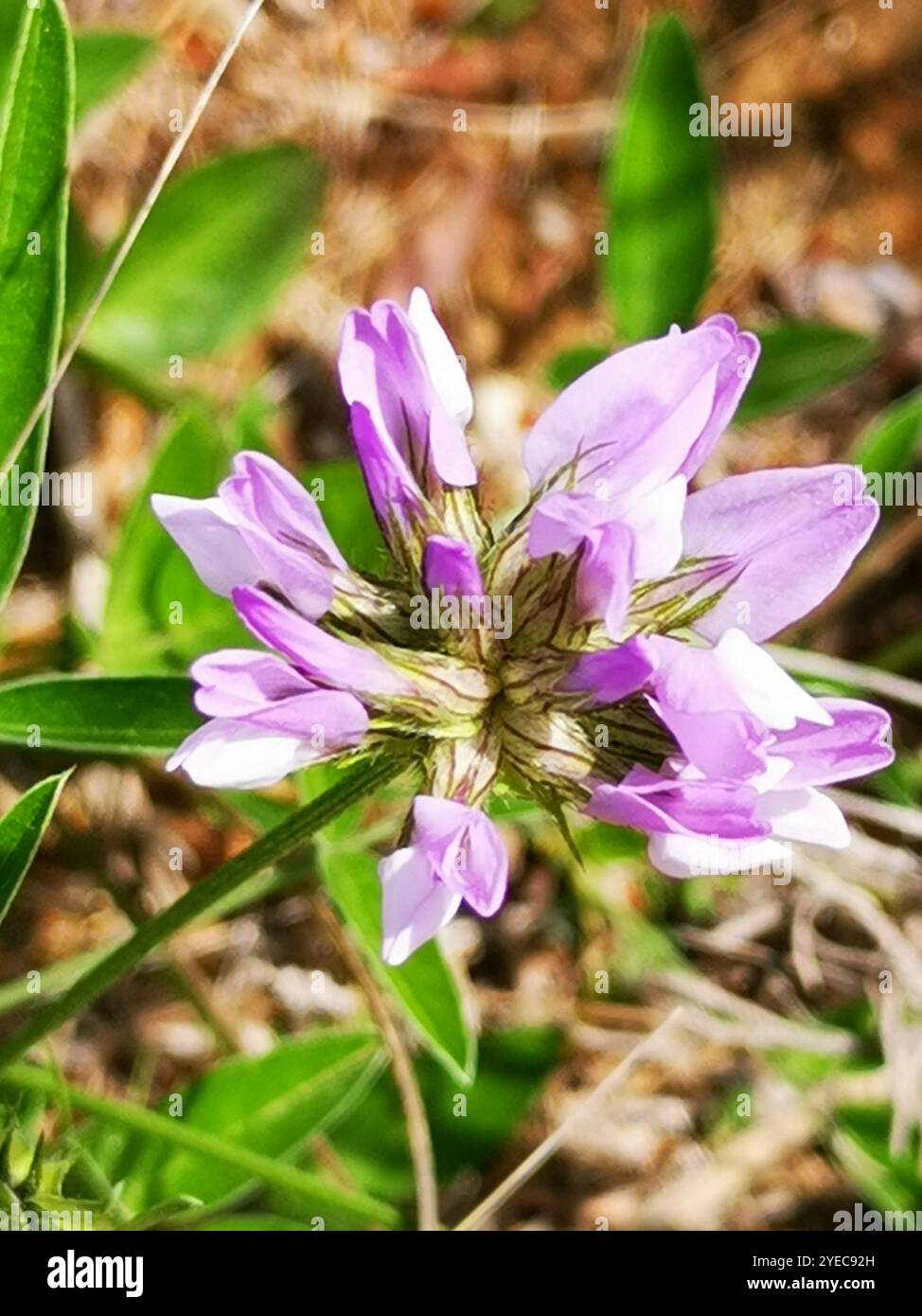 arabian pea (Bituminaria bituminosa Stock Photo - Alamy