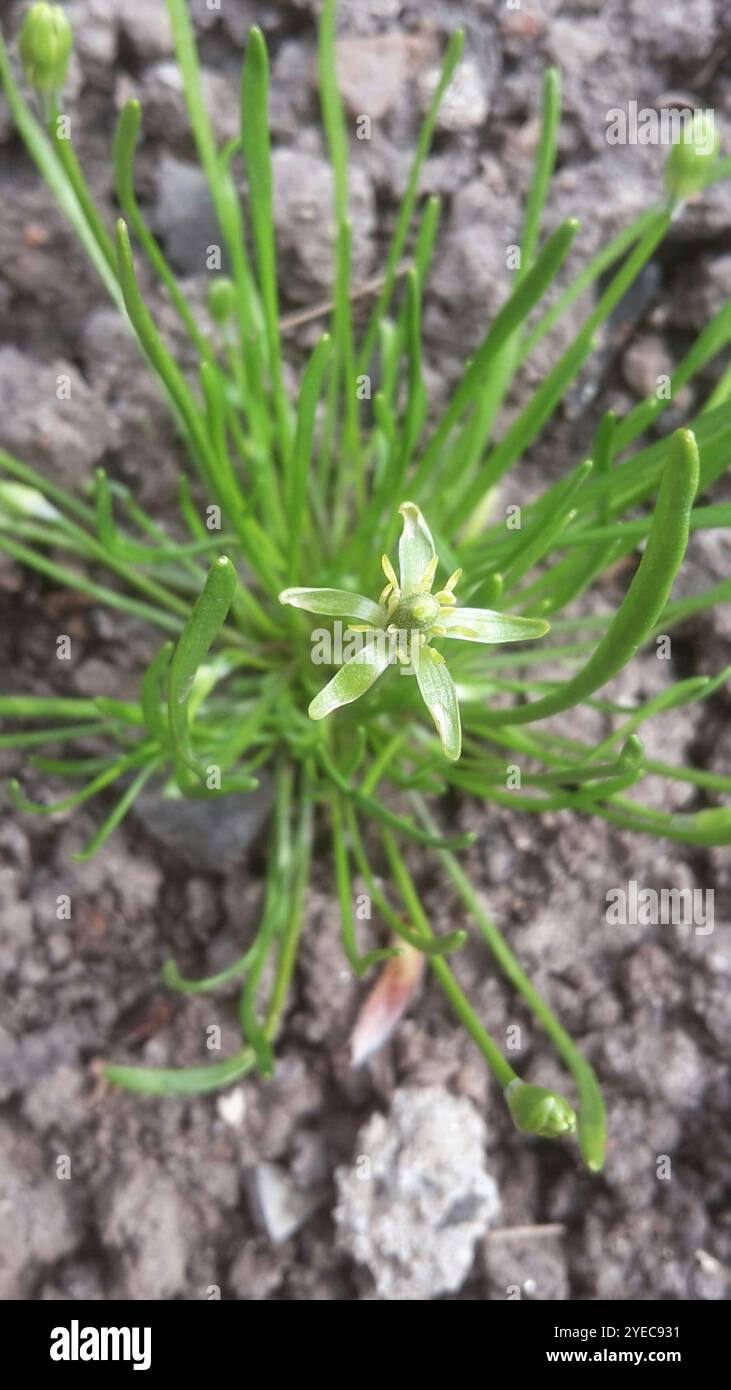 Tiny Mousetail (Myosurus minimus Stock Photo - Alamy