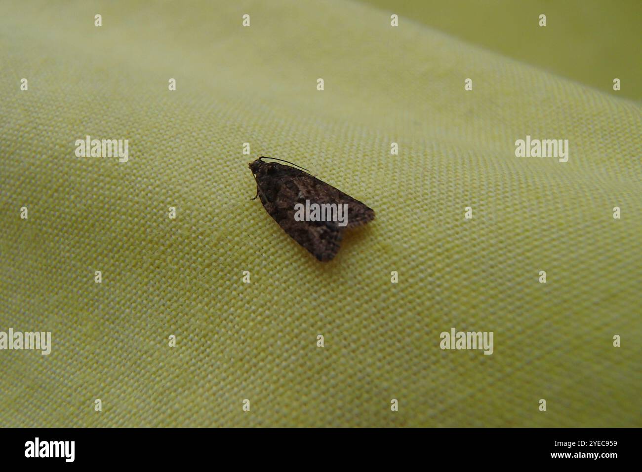 Tortricid Leafroller Moths (Tortricidae Stock Photo - Alamy