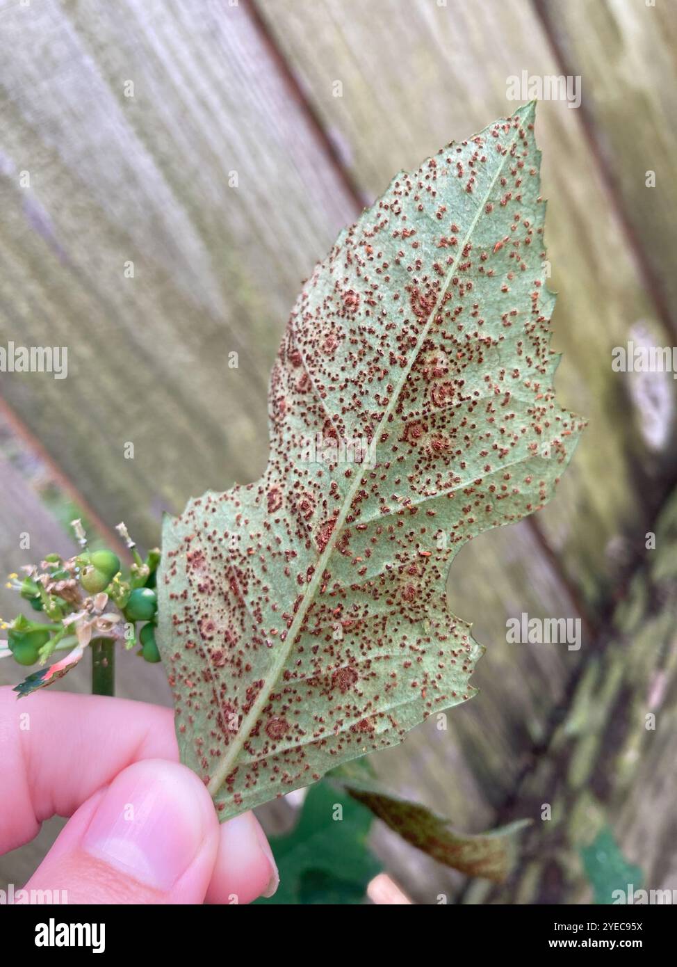 rust fungi (Pucciniales Stock Photo - Alamy