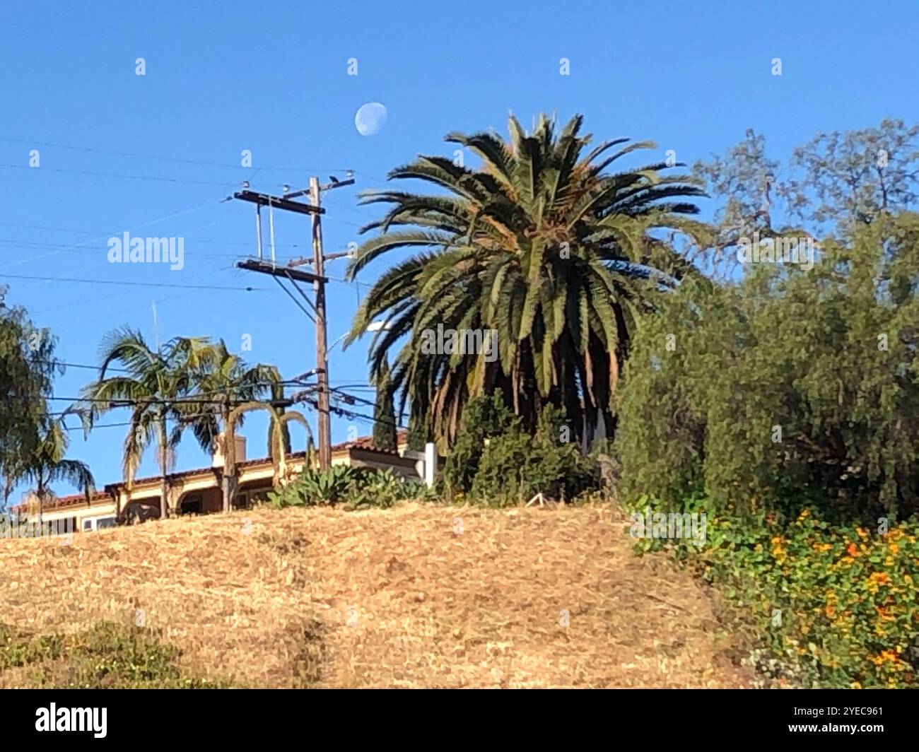 Peruvian Pepper Tree (Schinus molle Stock Photo - Alamy