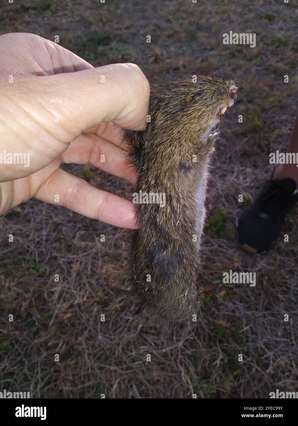 Hispid Cotton Rat (Sigmodon hispidus Stock Photo - Alamy
