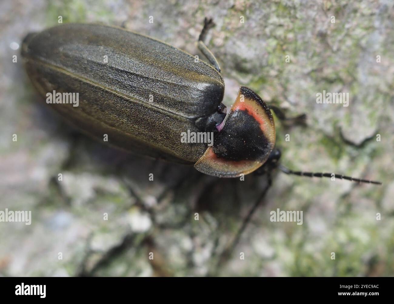 Winter Firefly (Ellychnia corrusca Stock Photo - Alamy