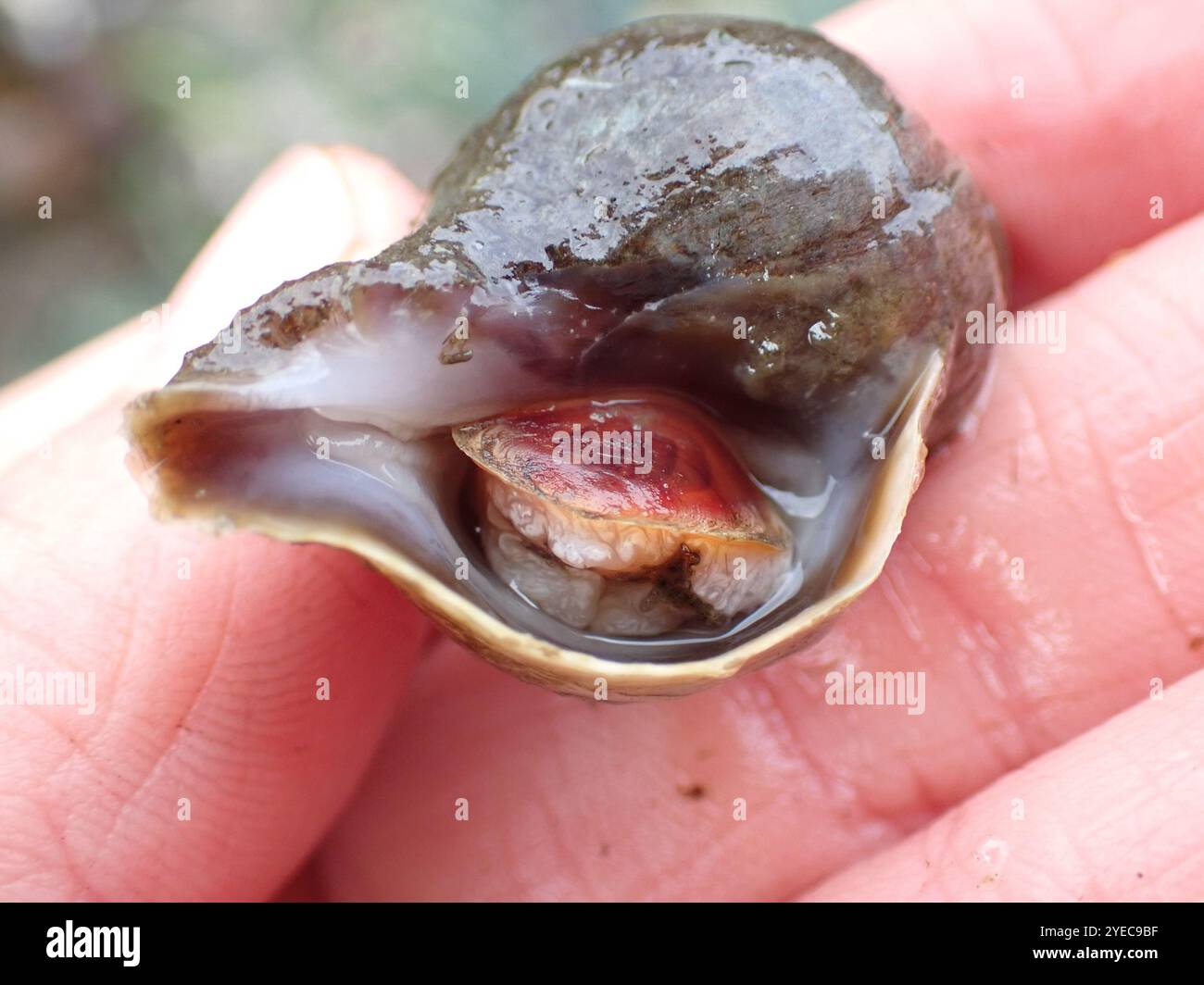 Frilled Dogwinkle (Nucella lamellosa Stock Photo - Alamy