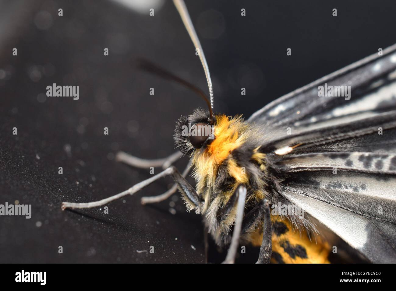 Cystidia hi-res stock photography and images - Alamy