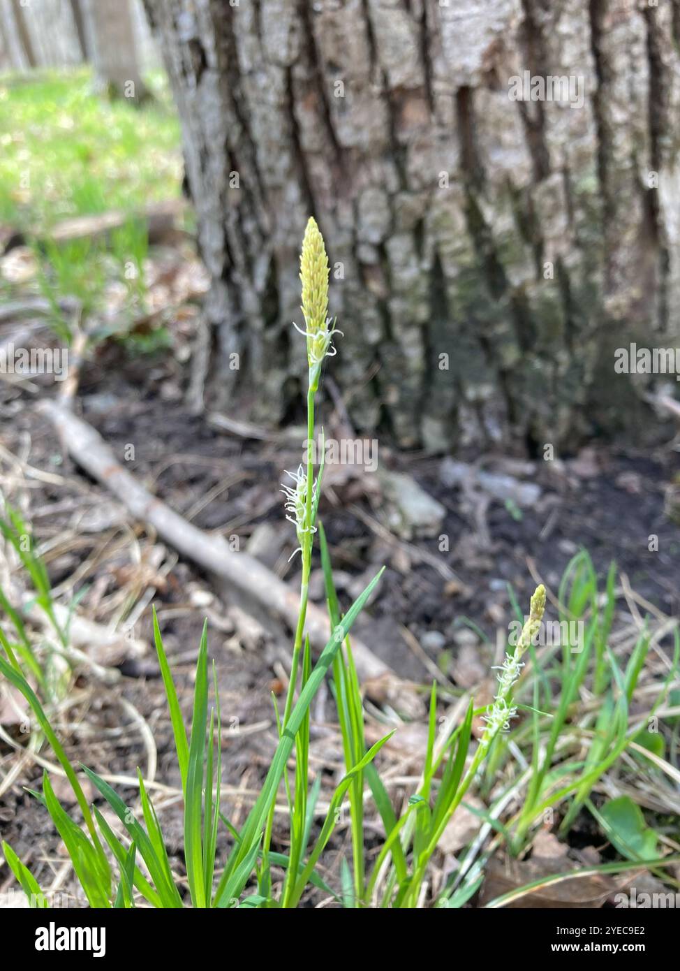 pretty sedge (Carex woodii Stock Photo - Alamy
