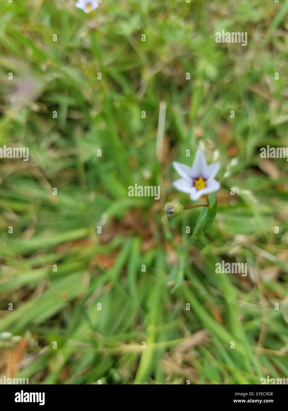 Blue Pigroot (Sisyrinchium micranthum Stock Photo - Alamy
