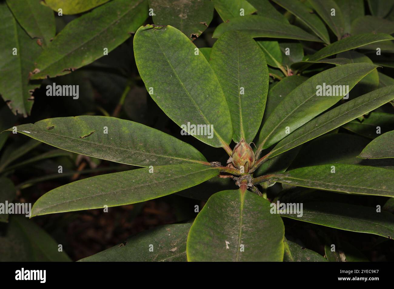 Common Rhododendron (Rhododendron ponticum Stock Photo - Alamy