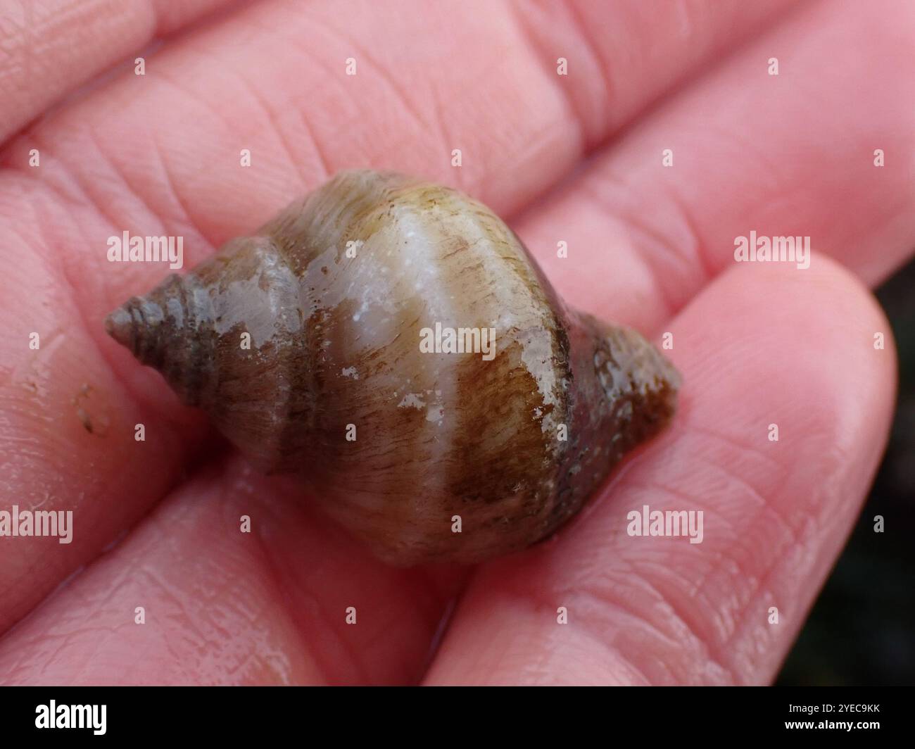 Frilled Dogwinkle (Nucella lamellosa Stock Photo - Alamy