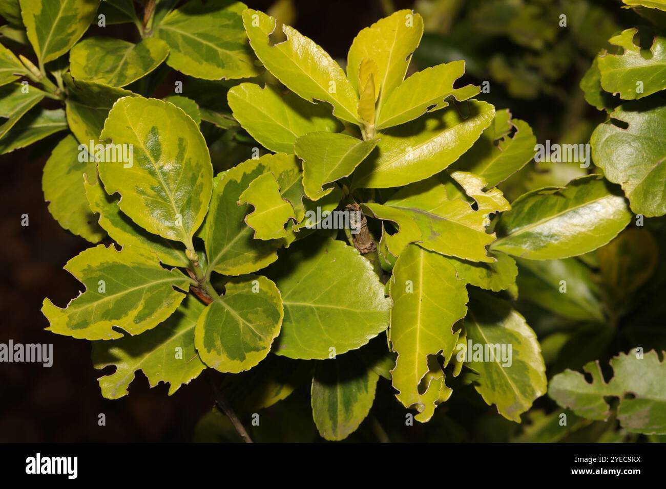 Japanese spindle tree (Euonymus japonicus Stock Photo - Alamy