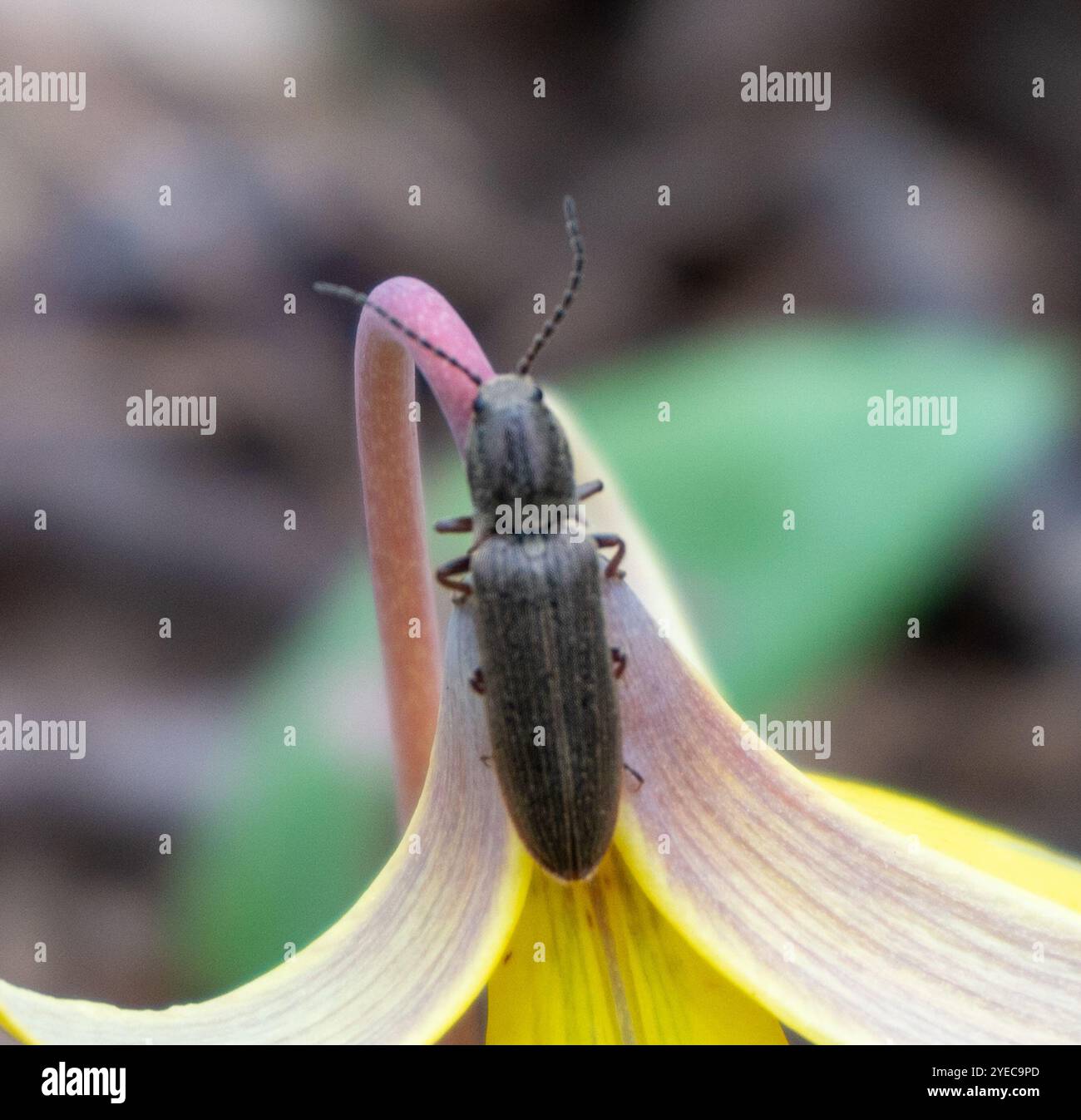 Cylindrical Click Beetle (Sylvanelater cylindriformis Stock Photo - Alamy