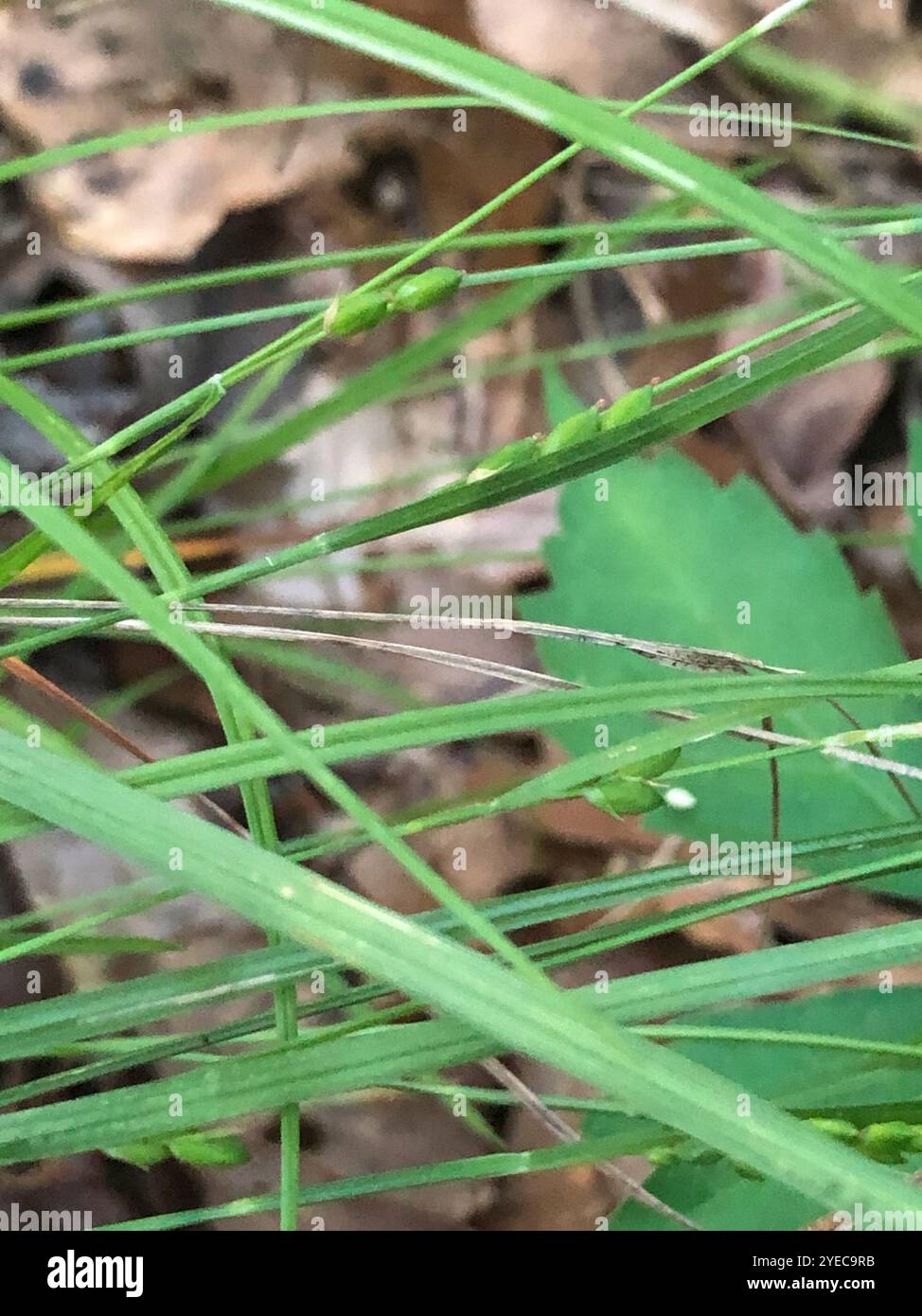 flat-spiked sedge (Carex planispicata Stock Photo - Alamy