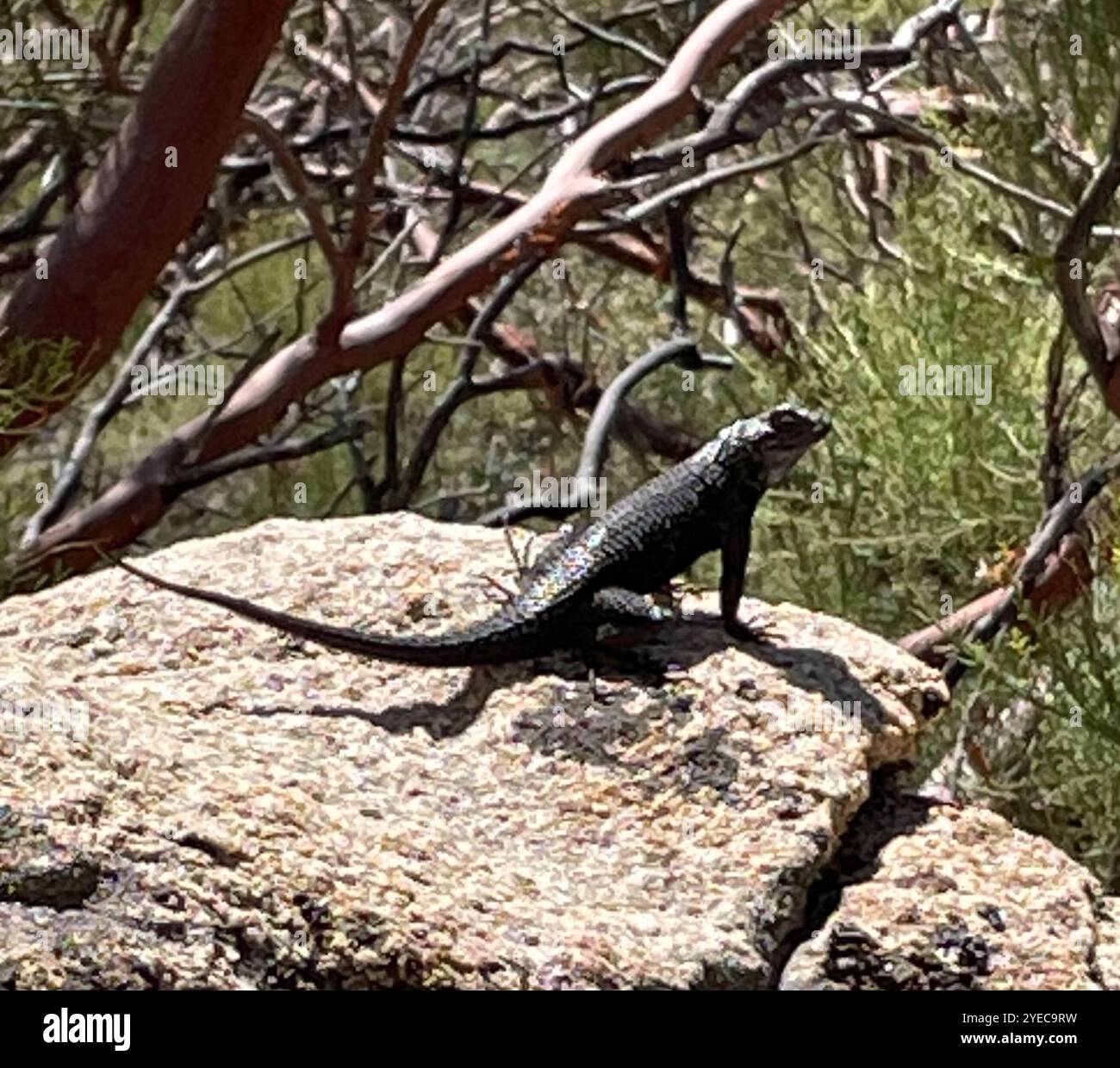 Great Basin Fence Lizard (Sceloporus occidentalis longipes Stock Photo ...