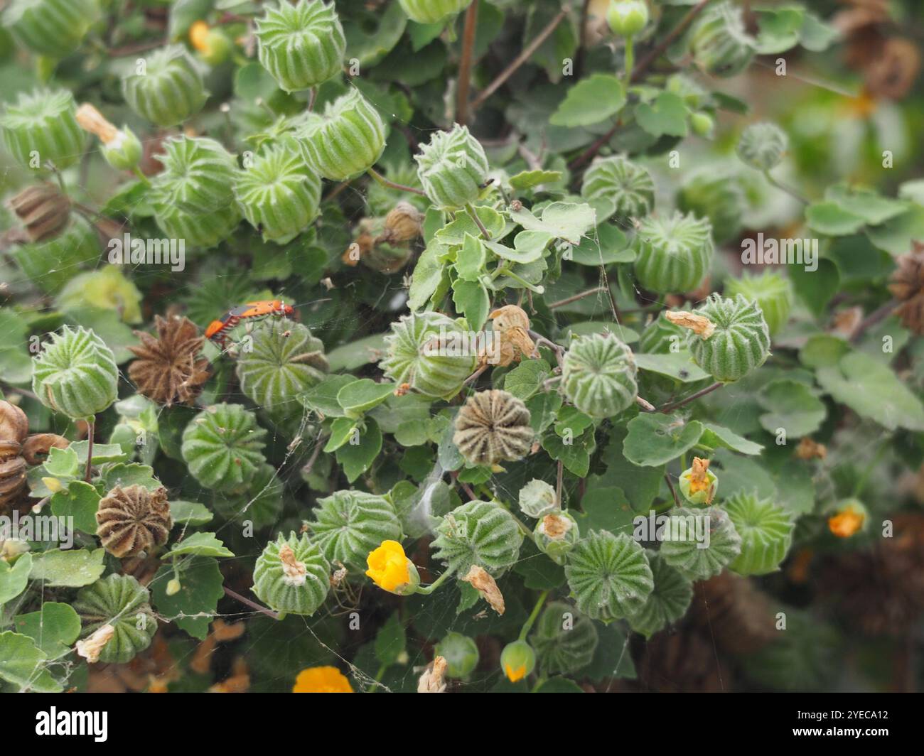 Indian Mallow (Abutilon indicum Stock Photo - Alamy