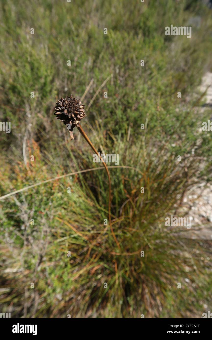 Button Grass (Gymnoschoenus sphaerocephalus Stock Photo - Alamy