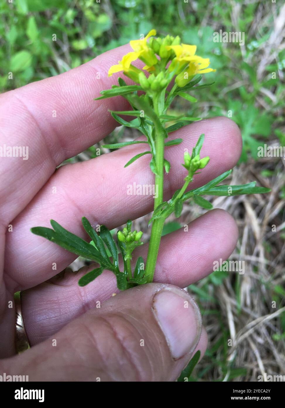 land cress (Barbarea verna Stock Photo - Alamy