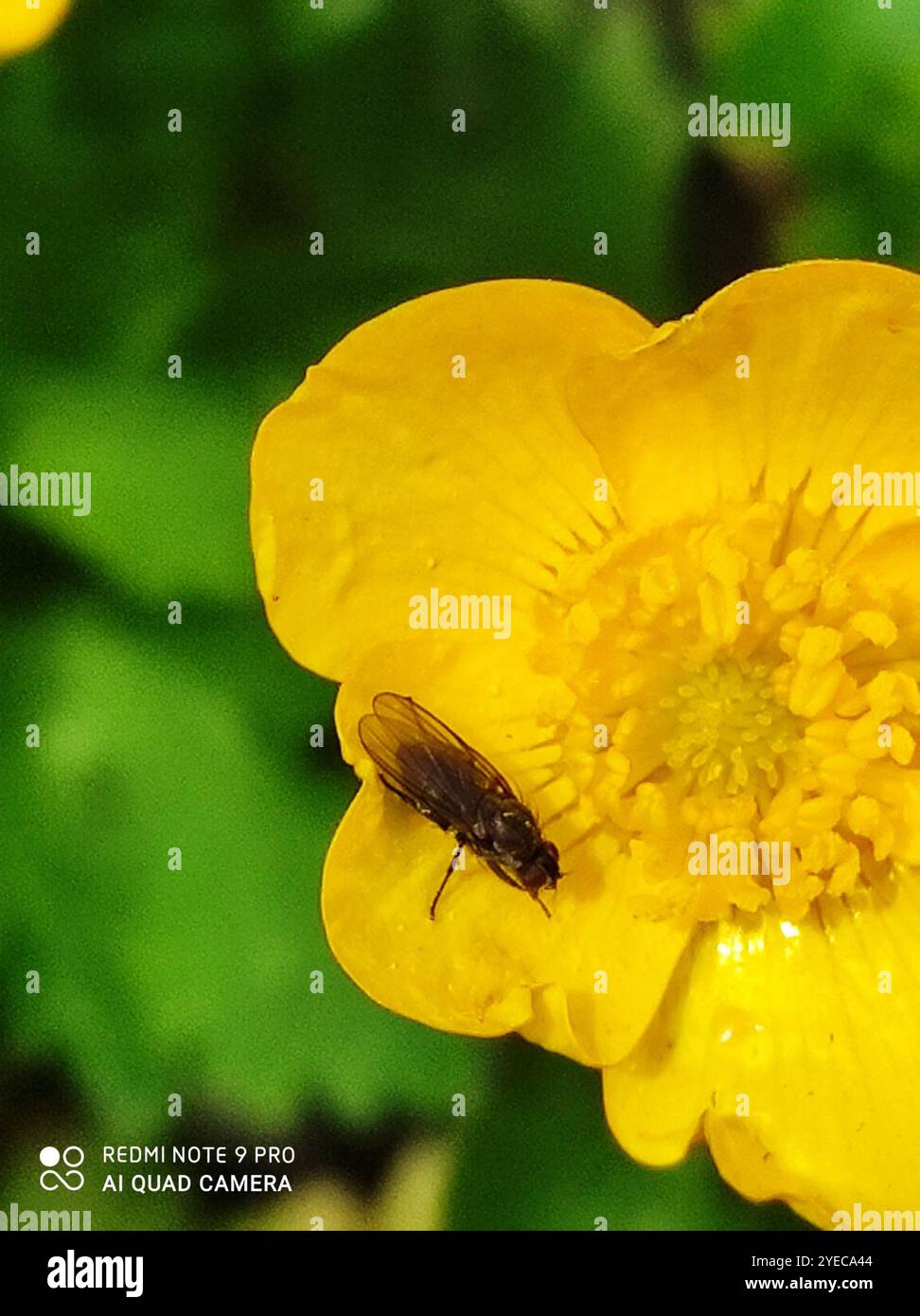 Calyptrate hi-res stock photography and images - Alamy