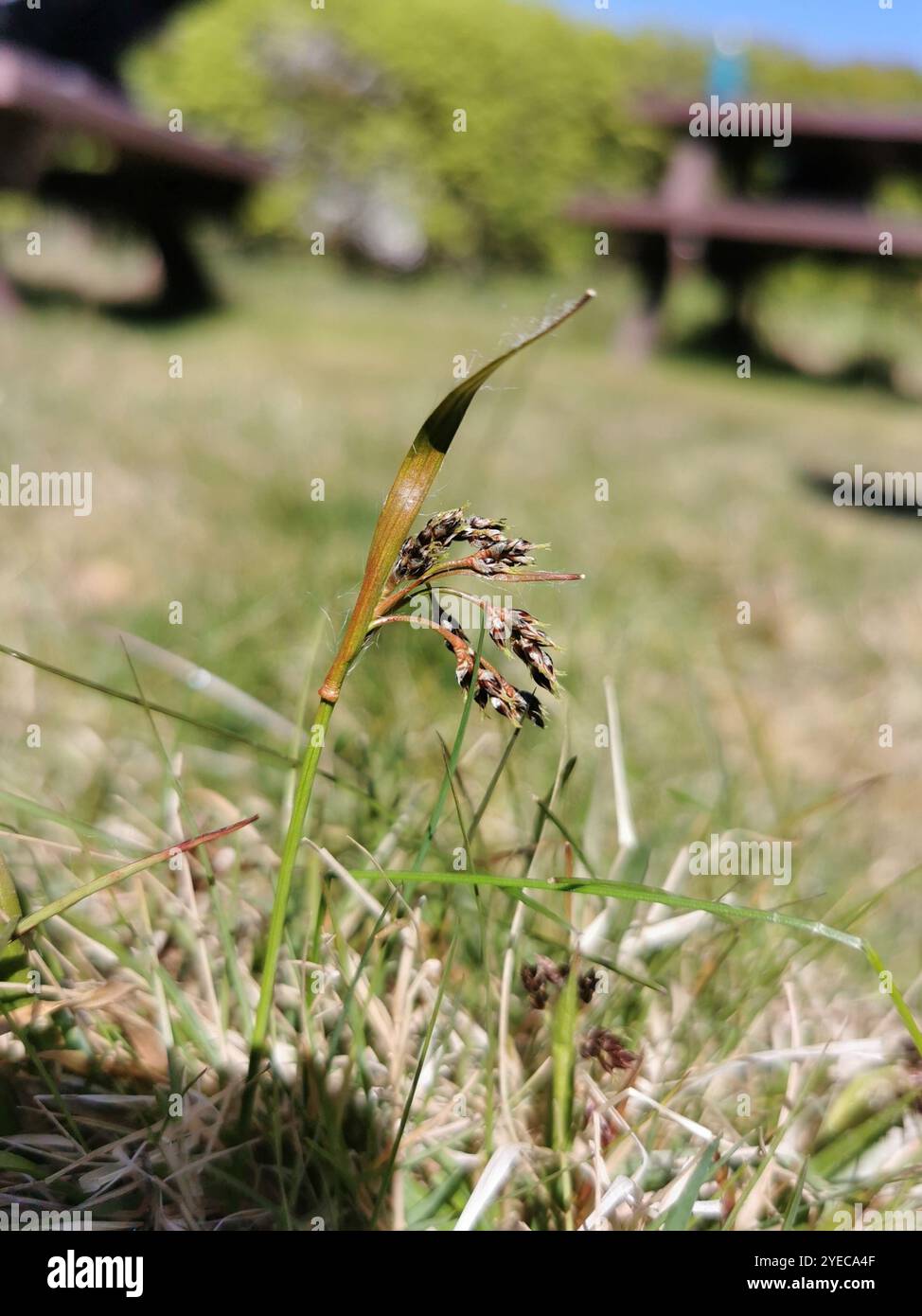 Field woodrush (Luzula campestris Stock Photo - Alamy