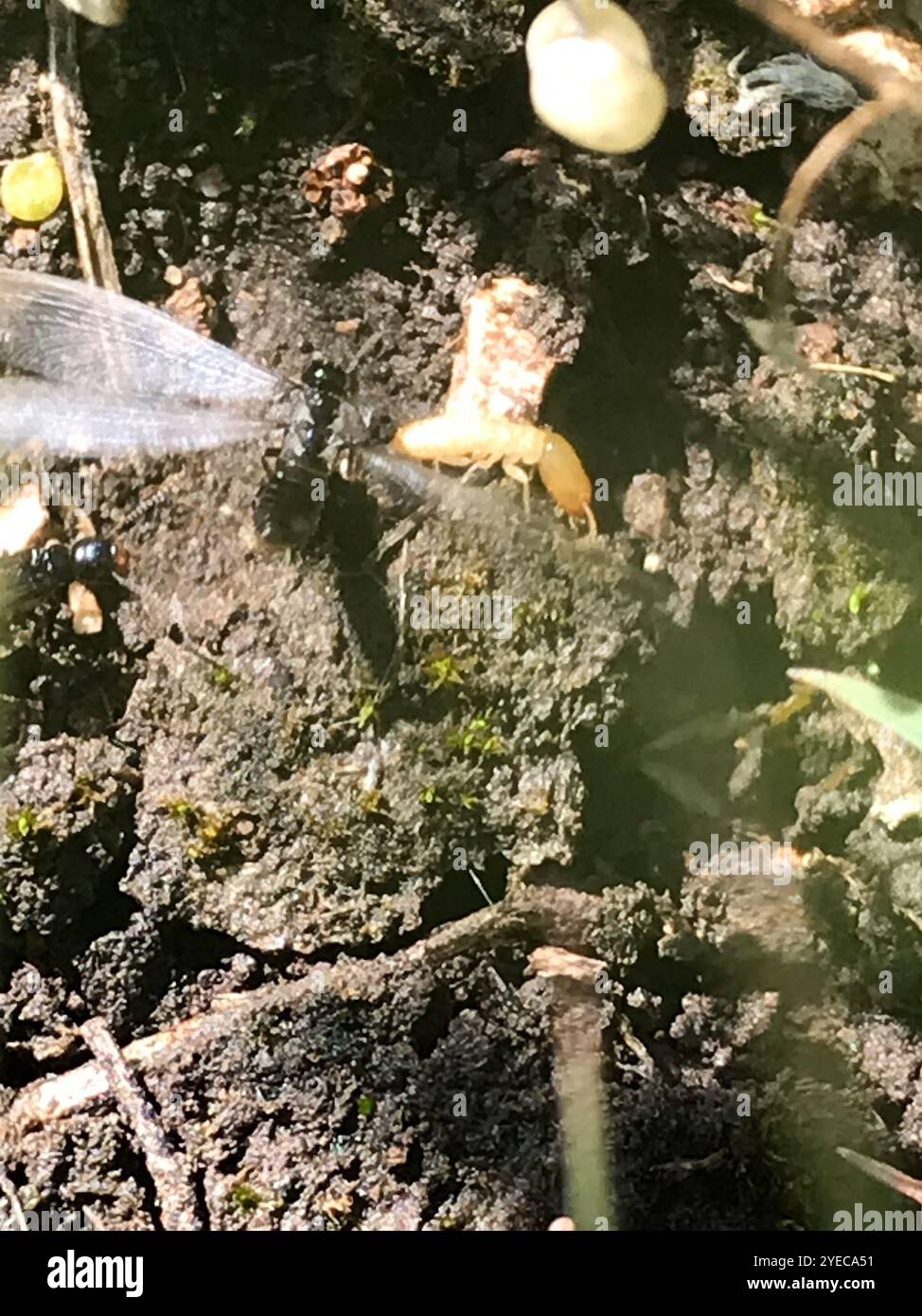 Eastern Subterranean Termite (Reticulitermes flavipes Stock Photo - Alamy
