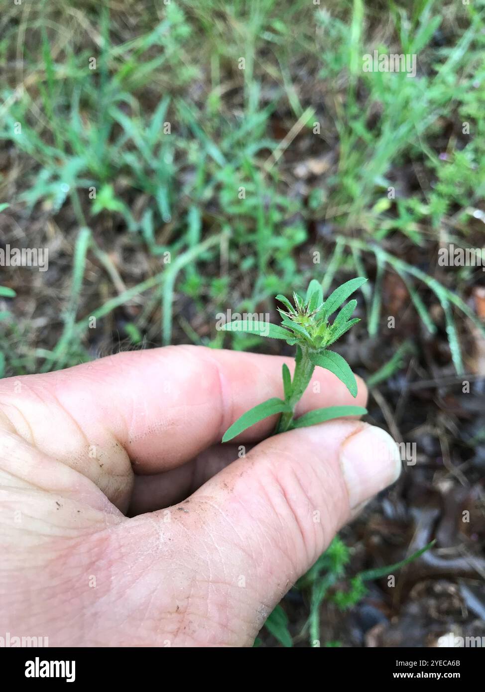 Maltese star-thistle (Centaurea melitensis Stock Photo - Alamy