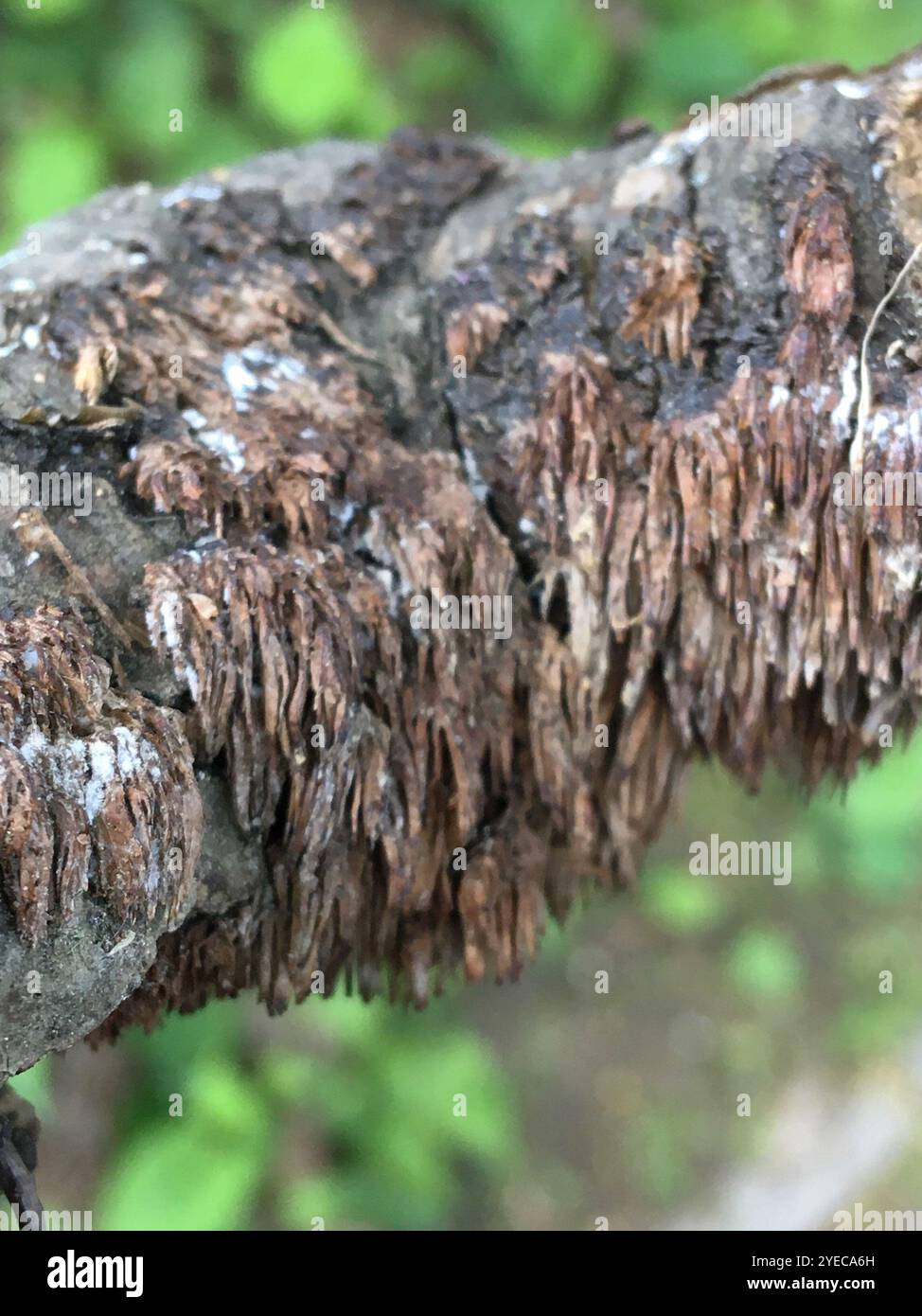 Toothed crust fungus hi-res stock photography and images - Alamy