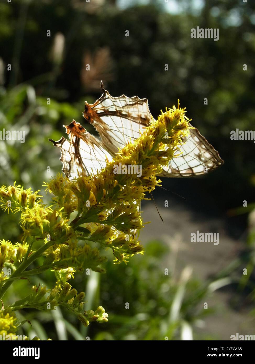 Common Mapwing (Cyrestis thyodamas Stock Photo - Alamy