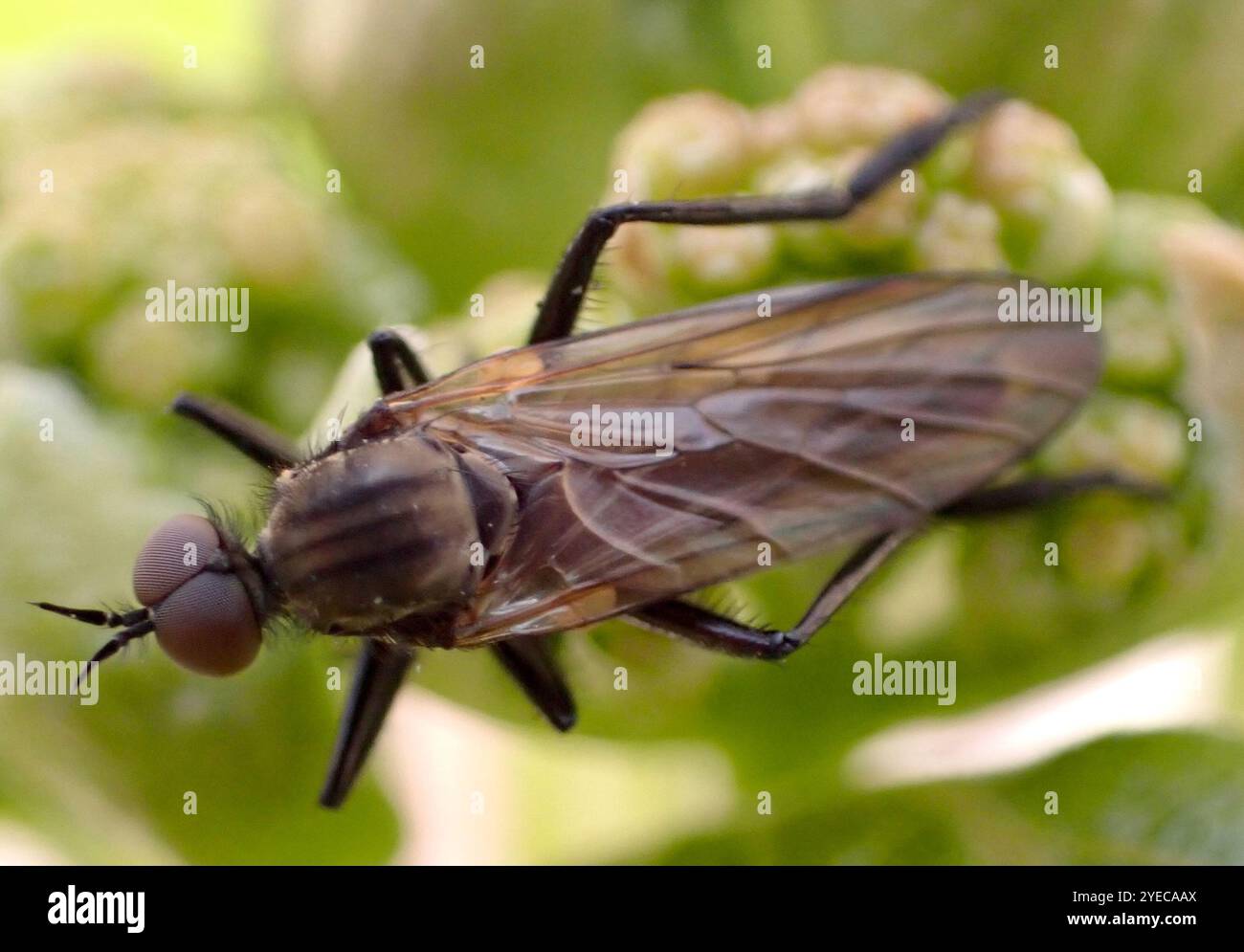 Dance Flies, Long-legged Flies, and Allies (Empidoidea Stock Photo - Alamy